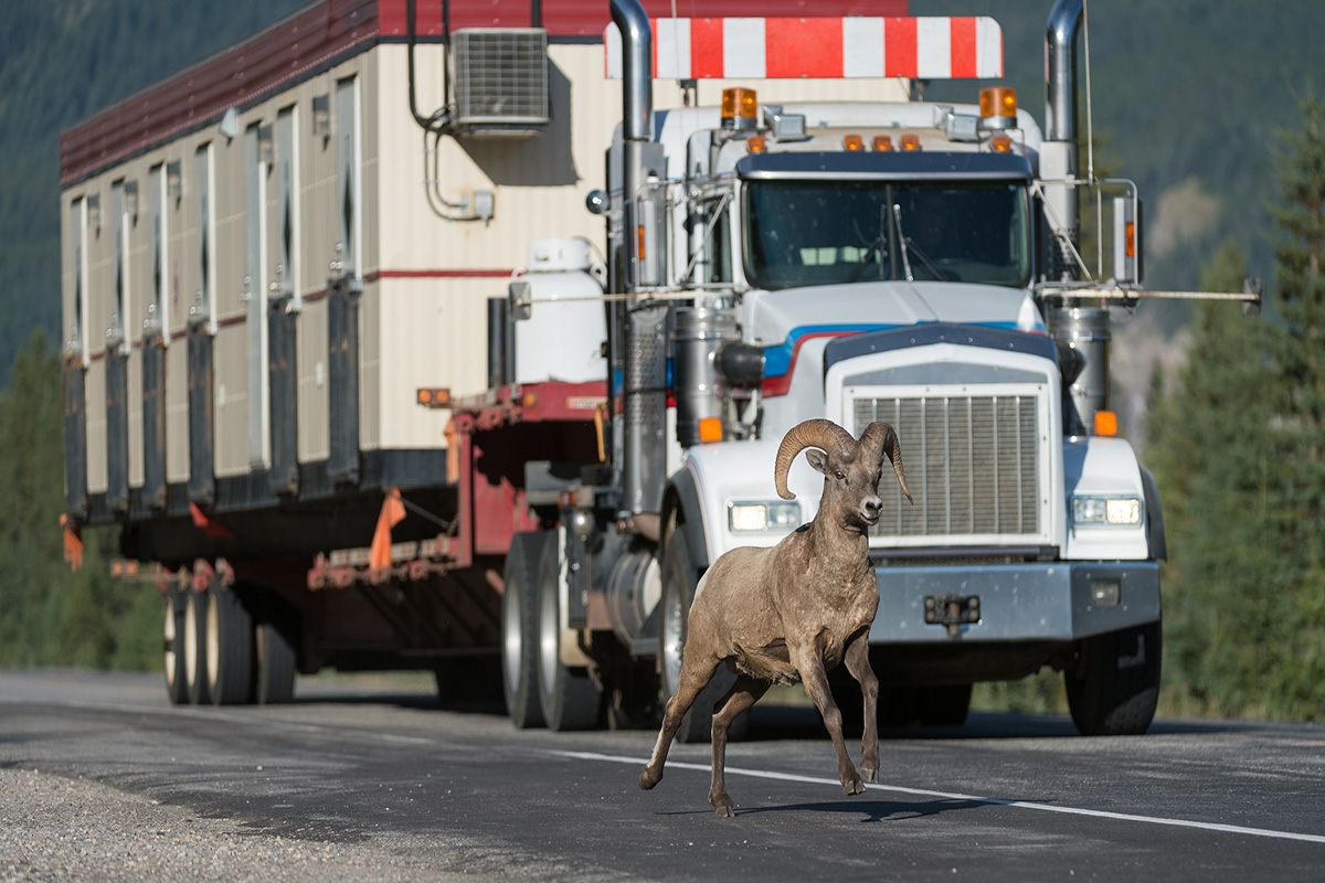 On The Road Safety for Truckers and Animals - Armada Trucking Group